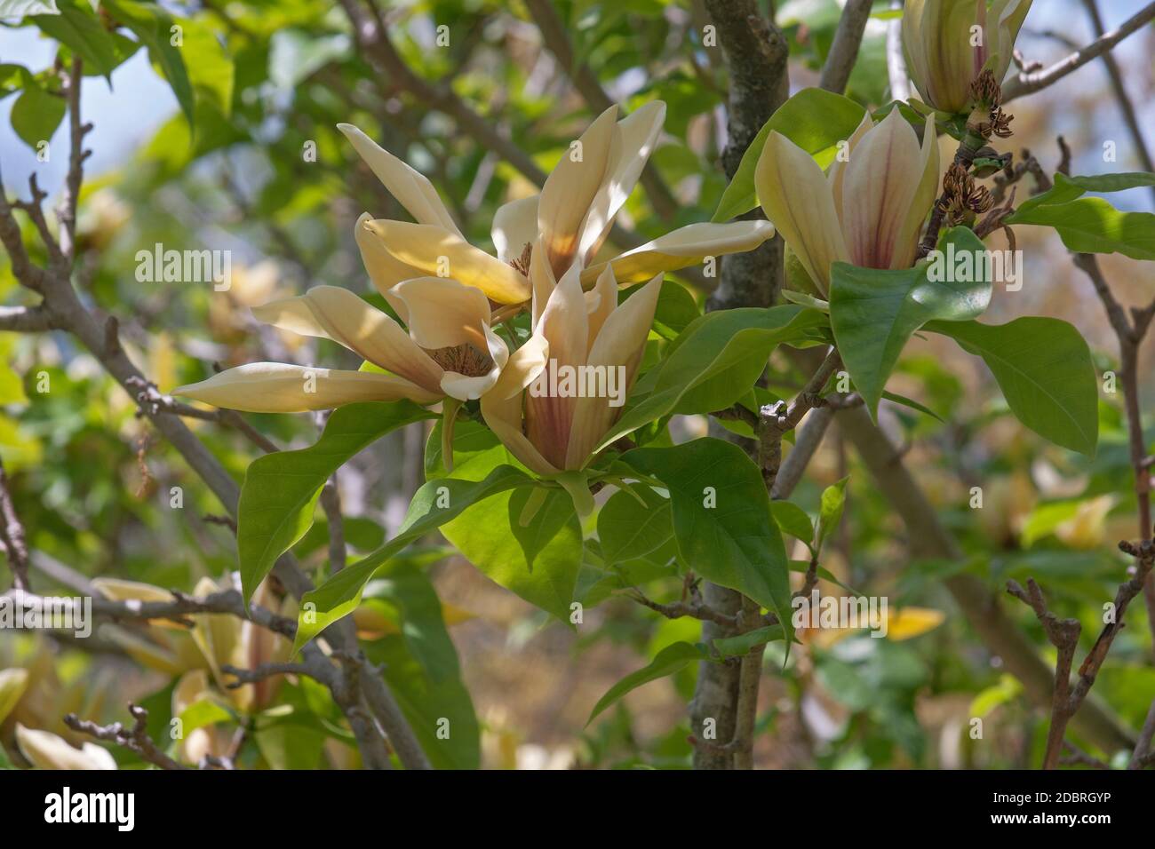 Magnolia brooklynensis evamaria Banque de photographies et d’images à ...
