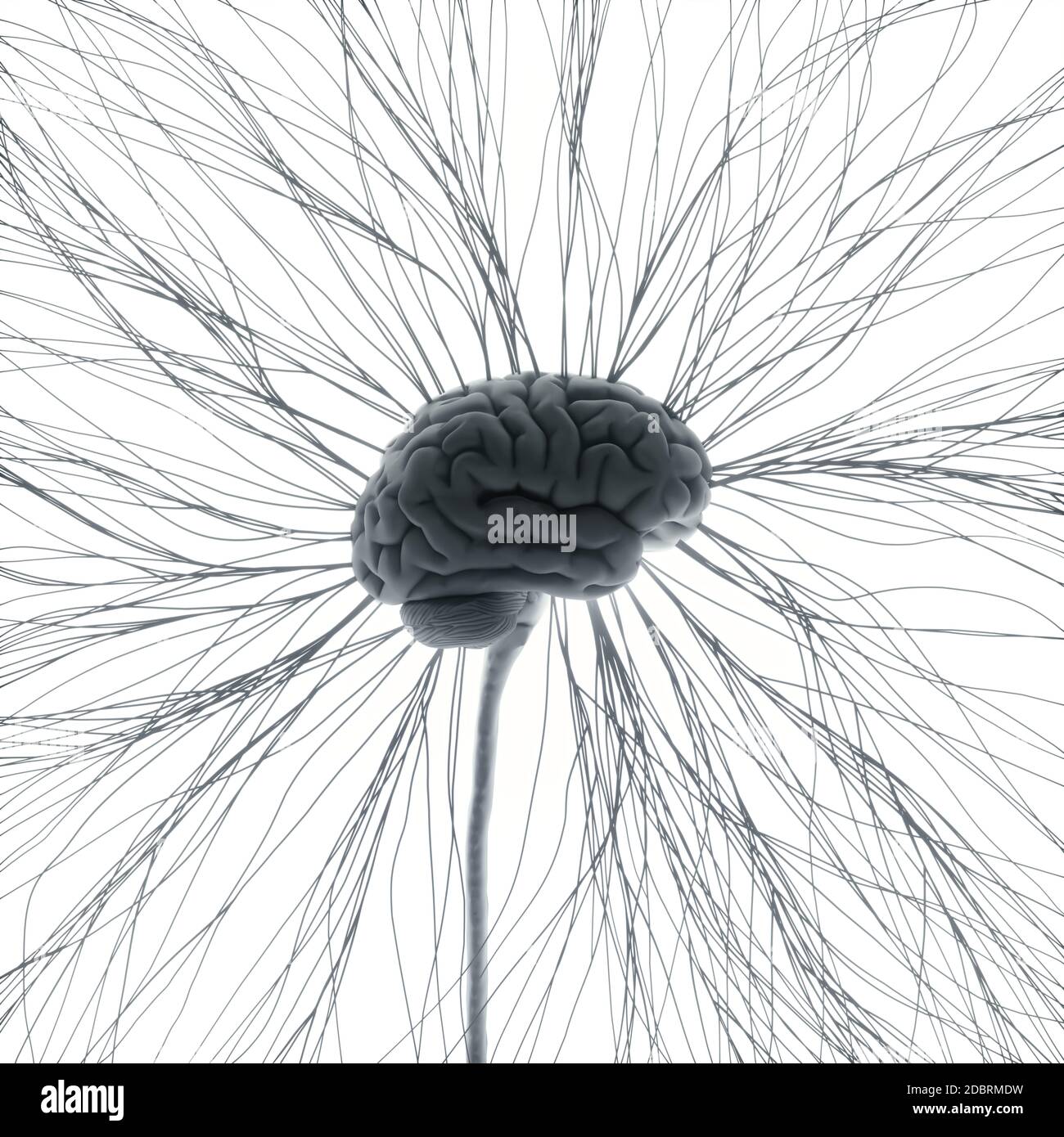 Système nerveux central 3d Banque d'images détourées - Alamy