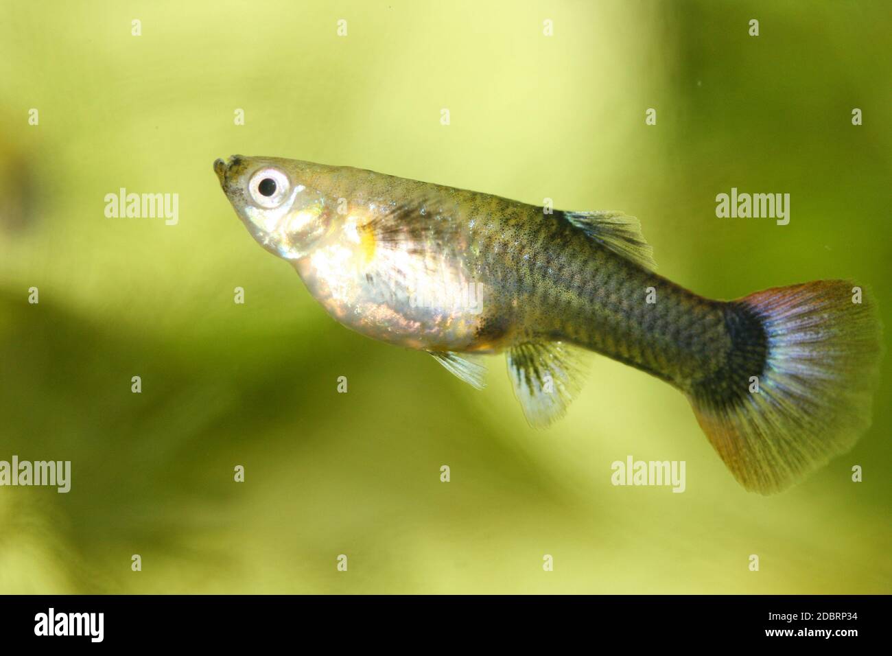 Guppy poecilia reticulata femelle Banque de photographies et d’images à ...