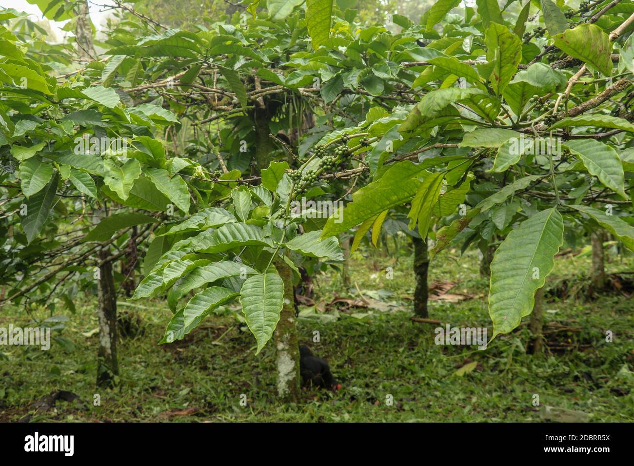 Coffee plantation coffea robusta Banque de photographies et d’images à ...
