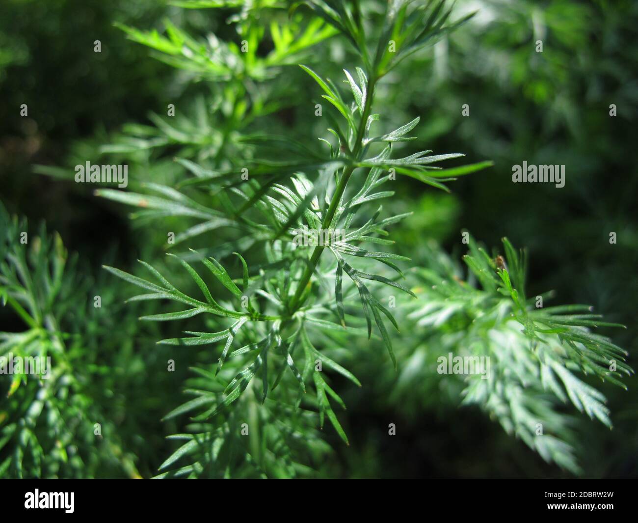 Carum carvi Banque de photographies et d’images à haute résolution - Alamy