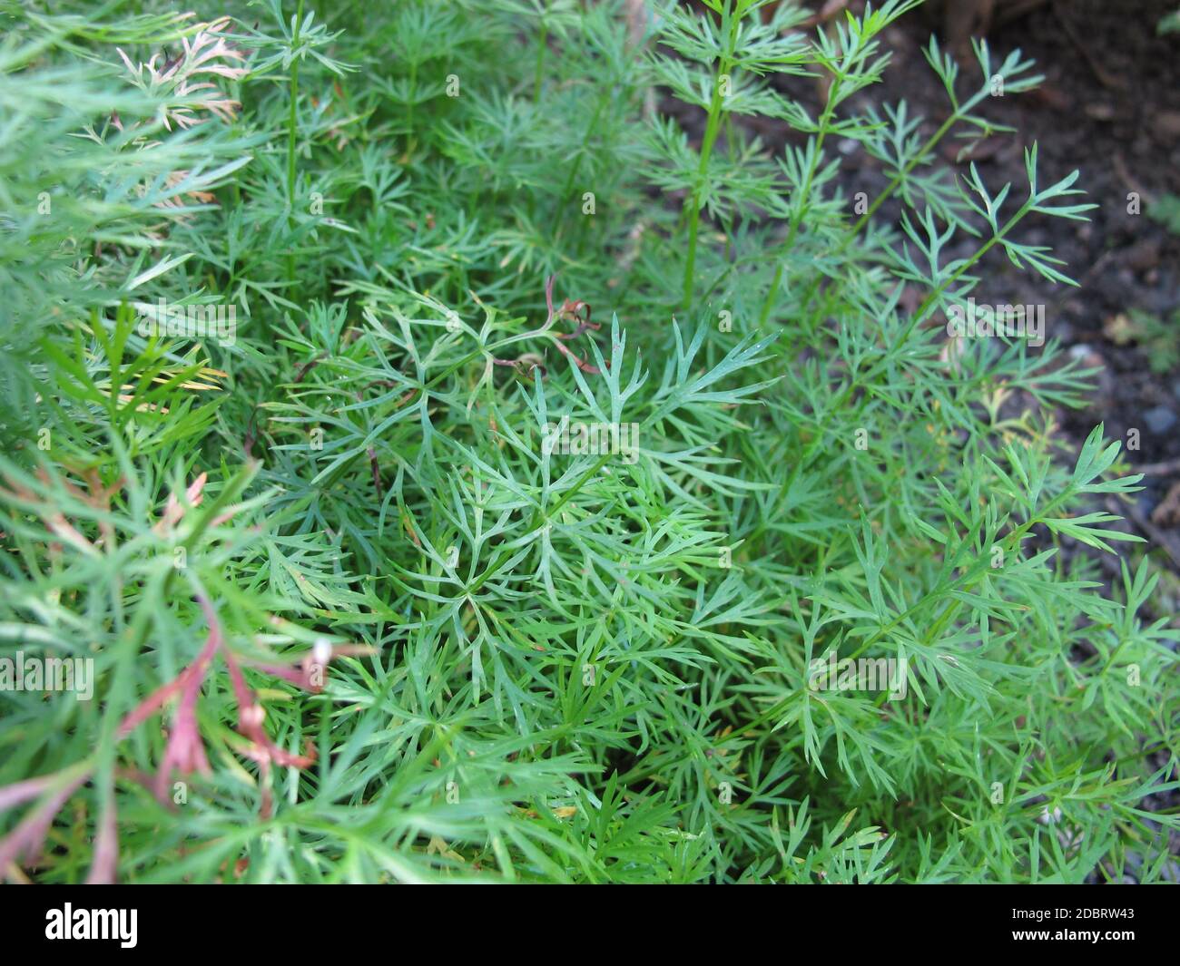 Carum carvi Banque de photographies et d’images à haute résolution - Alamy