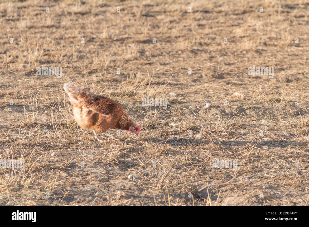 Culture rurale scène avec la poule heureuse libre en plein air. L ...