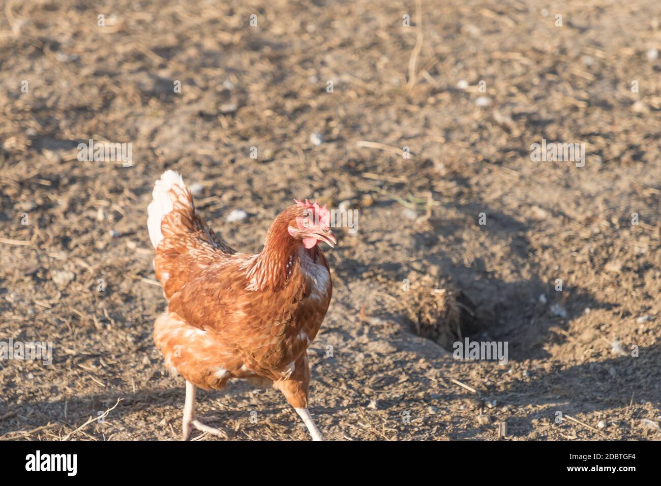 Culture rurale scène avec la poule heureuse libre en plein air. L ...