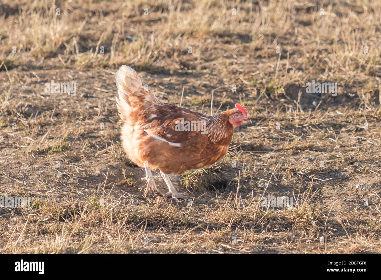 Culture rurale scène avec la poule heureuse libre en plein air. L ...