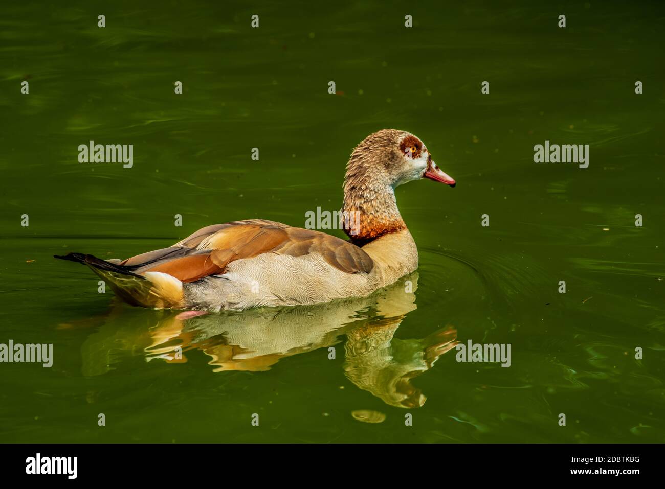 Canard nageant Banque de photographies et d’images à haute résolution ...