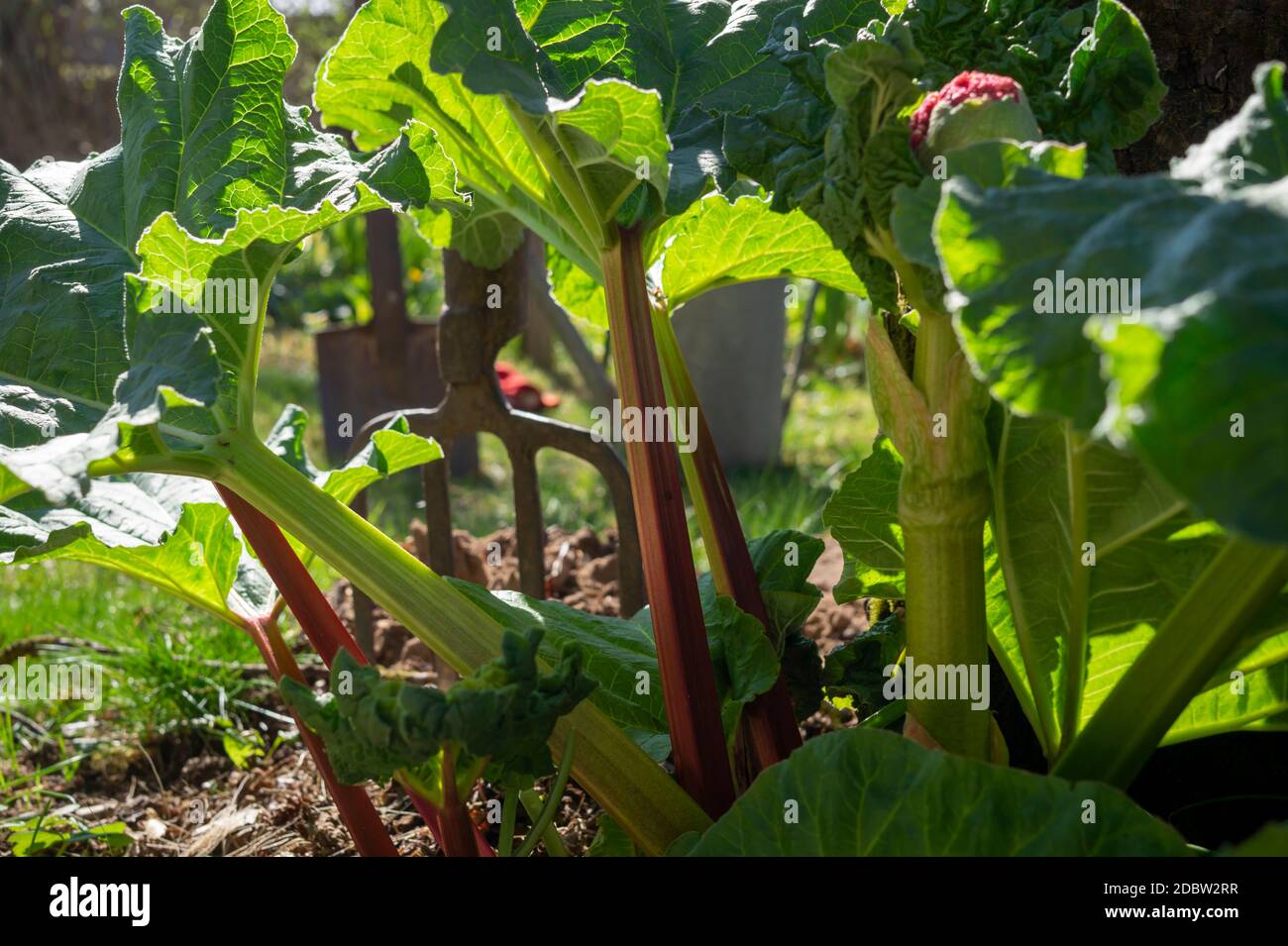 Les plantes de rhubarbe qui poussent dans un champ agricole en gros ...