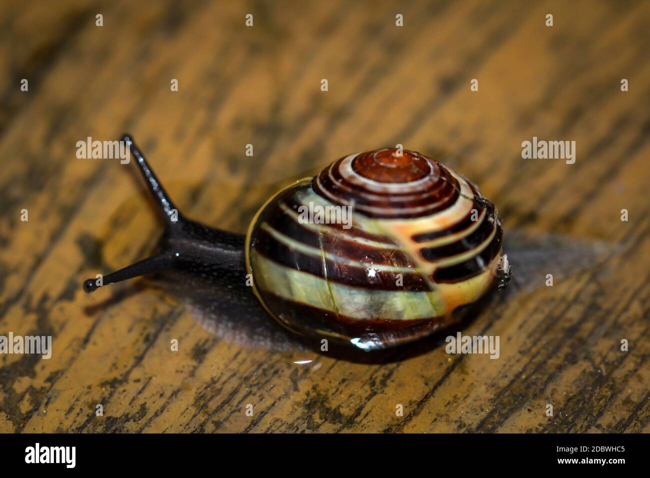 Petit escargot terrestre Banque de photographies et d’images à haute ...