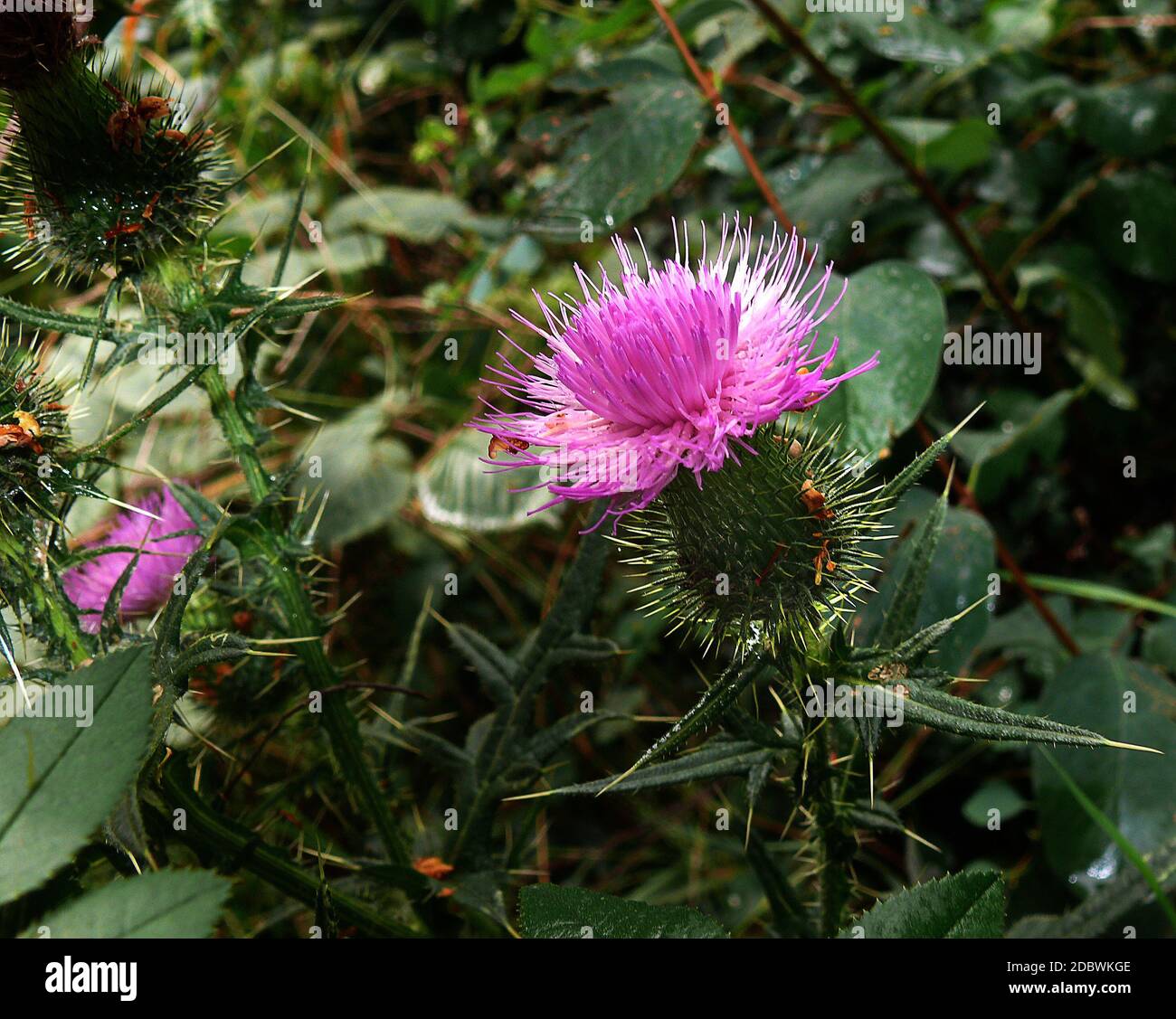 Chardon fleur Banque de photographies et d’images à haute résolution ...