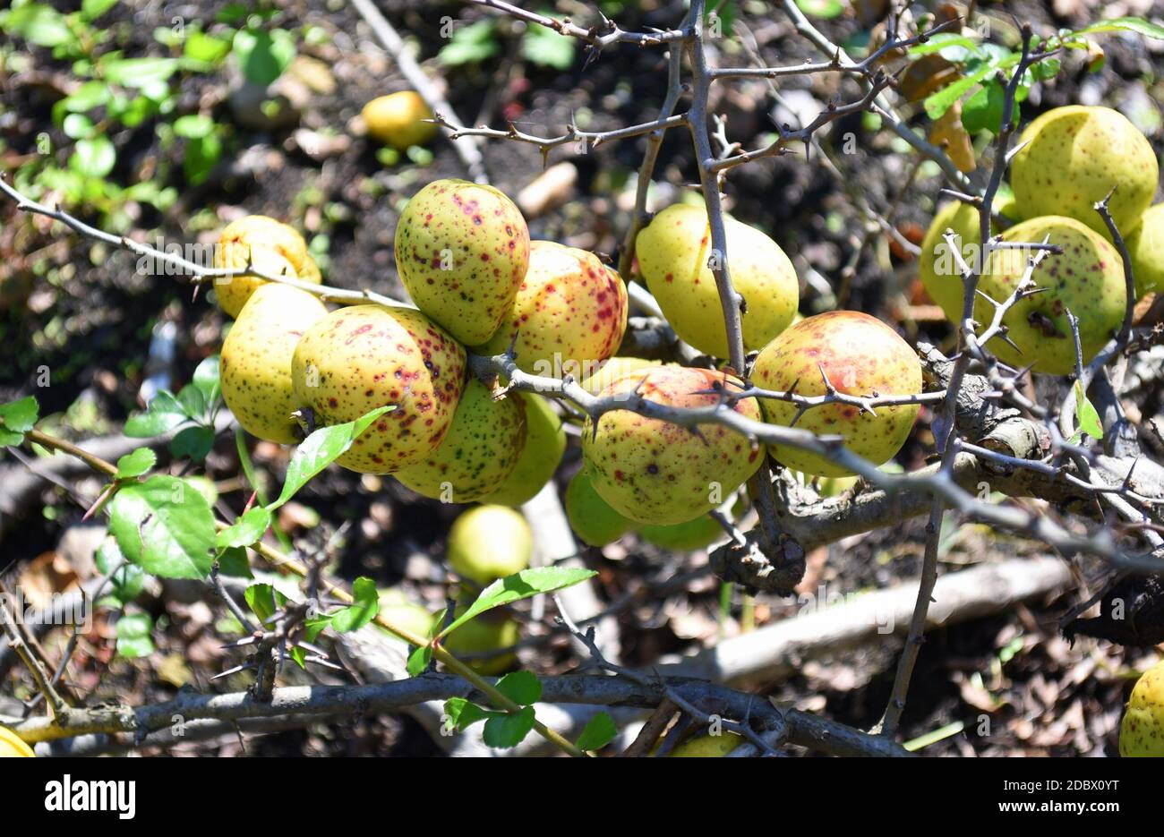 Pomme coing Banque de photographies et d’images à haute résolution - Alamy