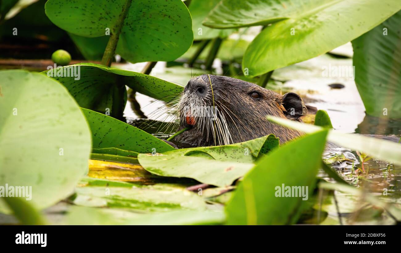 Castor de Wurasien, fibre de ricin, flottant dans l'eau et tête de ...