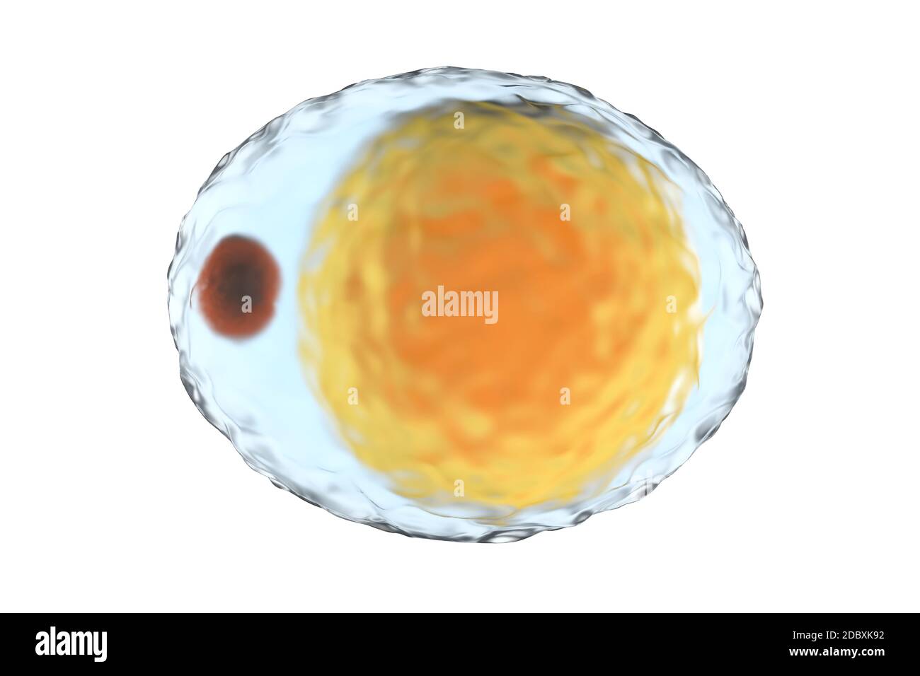 Cellule Adipeuse Banque d'image et photos - Alamy