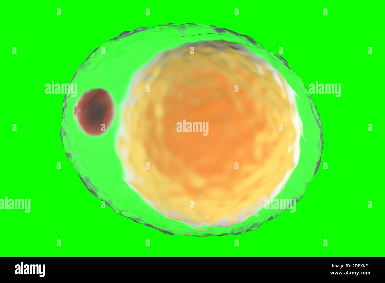 Cellule adipeuse Banque de photographies et d’images à haute résolution ...