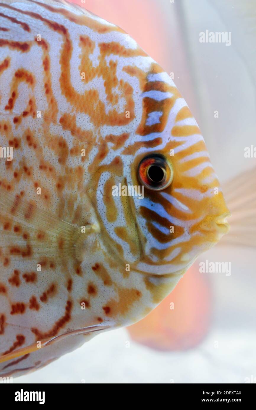 Poisson mangeable Banque de photographies et d’images à haute ...