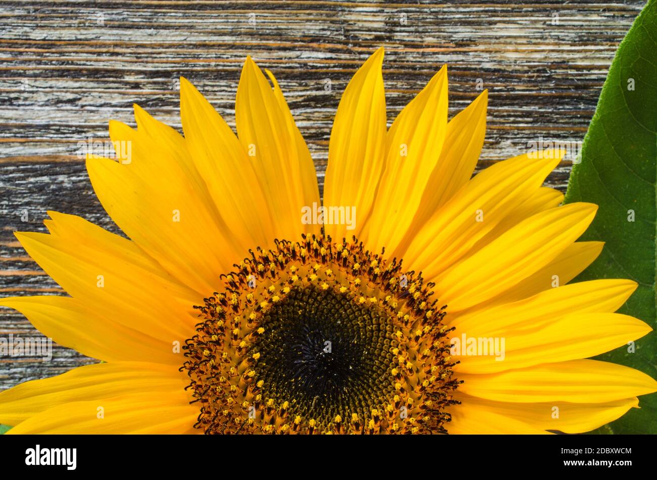Planche botanique tournesol Banque de photographies et d’images à haute ...