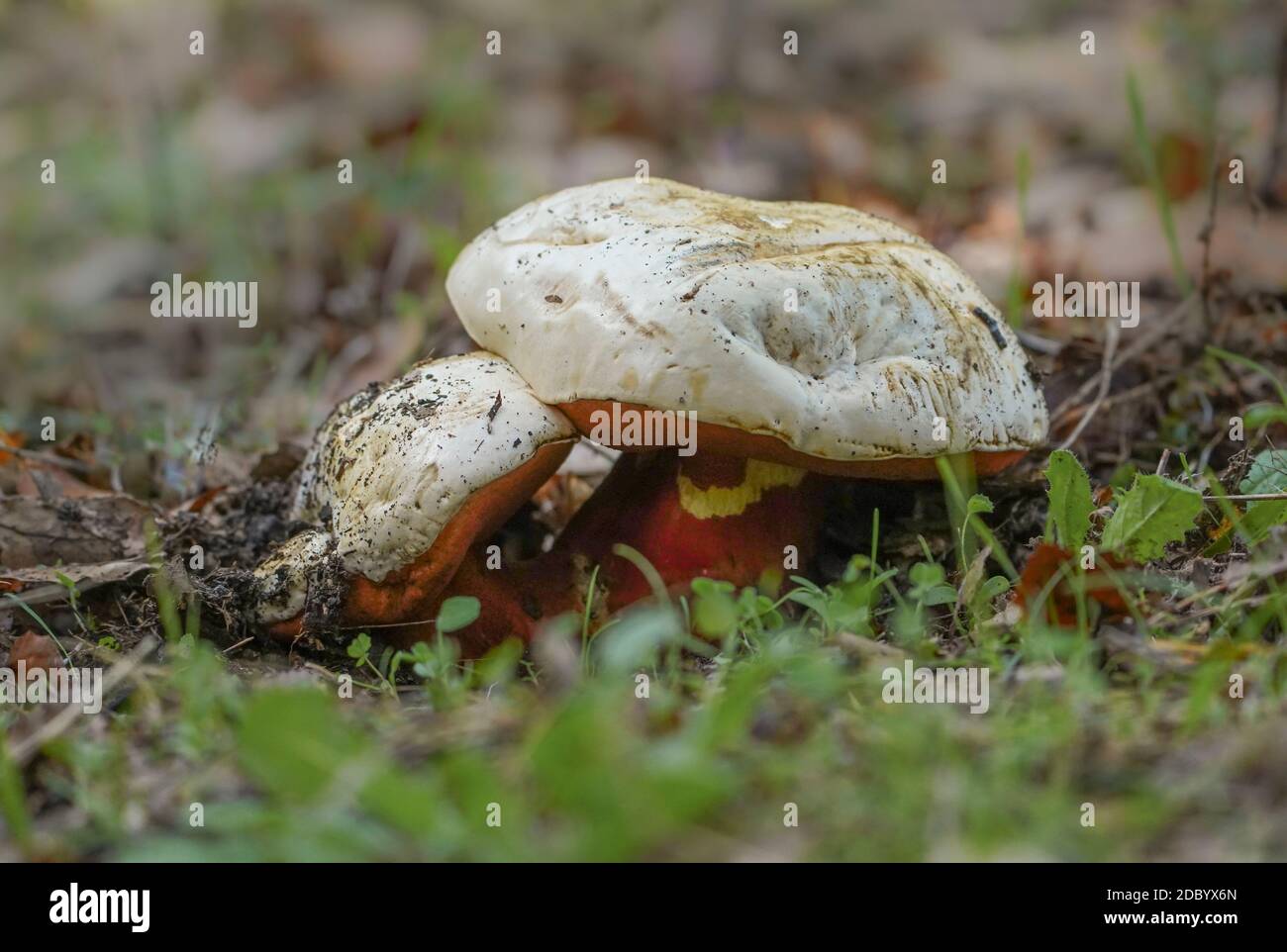 Bolete de Satan ou bolete de diable (Rubroboletus satanas), champignon ...