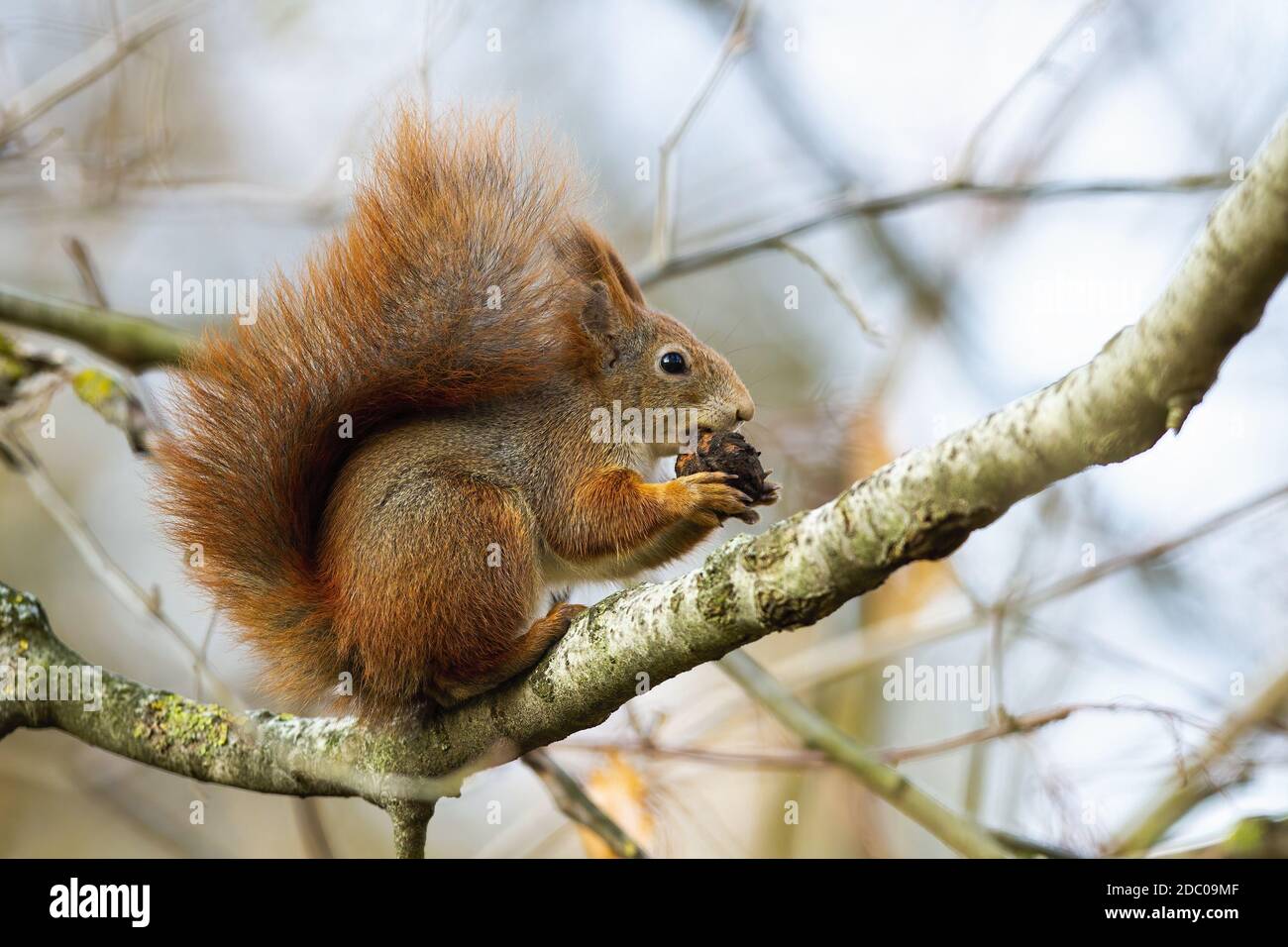 Curieux écureuil roux, sciurus vulgaris, mordant le cône sur la branche ...