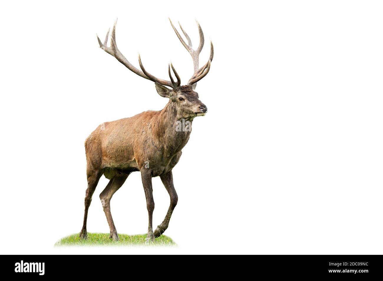 cervus elaphus, majestueux cerf rouge, marchant sur une glade depuis ...