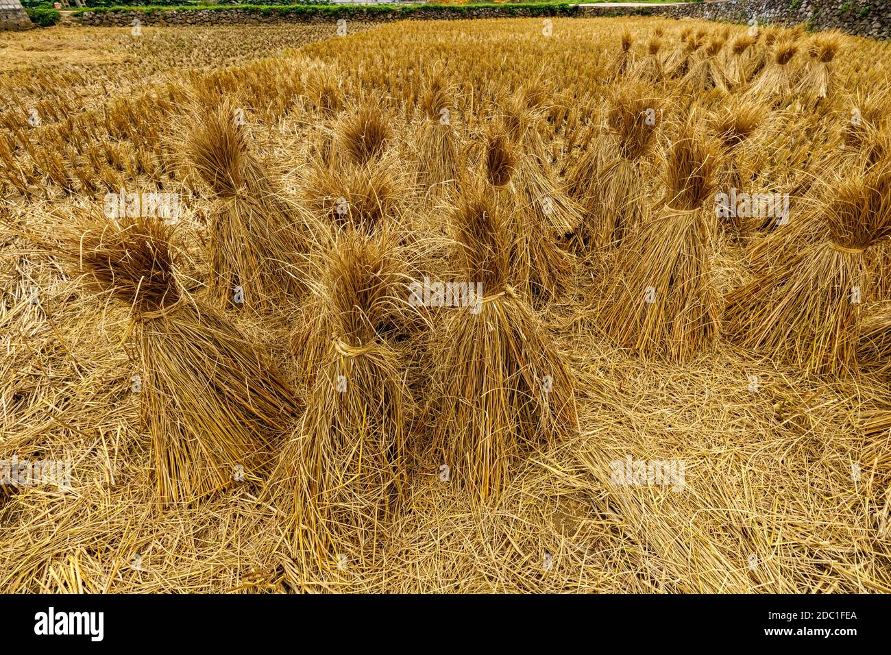 Vietnam riz Banque de photographies et d’images à haute résolution - Alamy