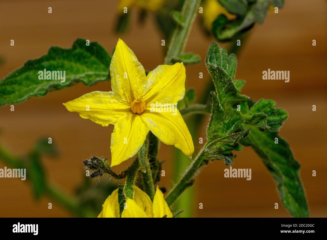 Une tomate fleurie Banque de photographies et d’images à haute ...