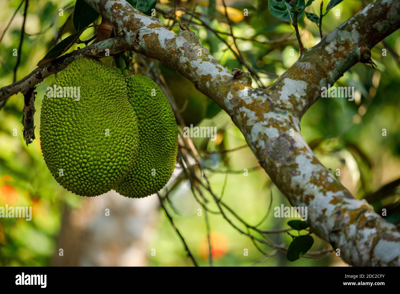 Jackfruit tree Banque de photographies et d’images à haute résolution ...