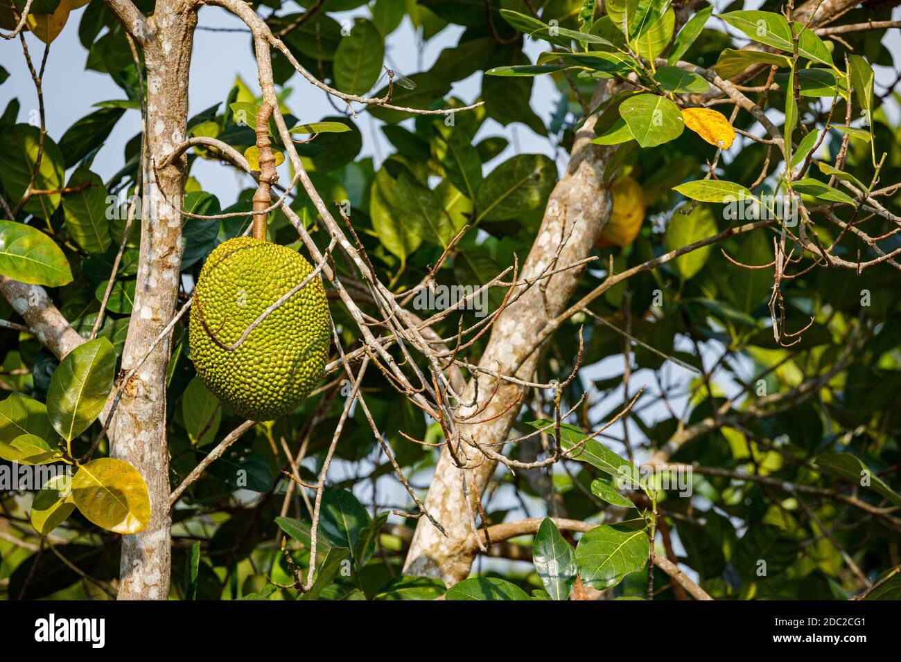 Jackfruit tree Banque de photographies et d’images à haute résolution ...