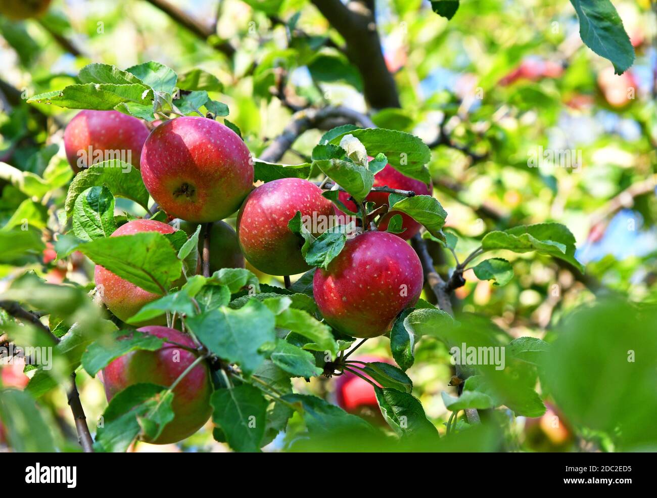 Pommes d'arbre Banque de photographies et d’images à haute résolution ...