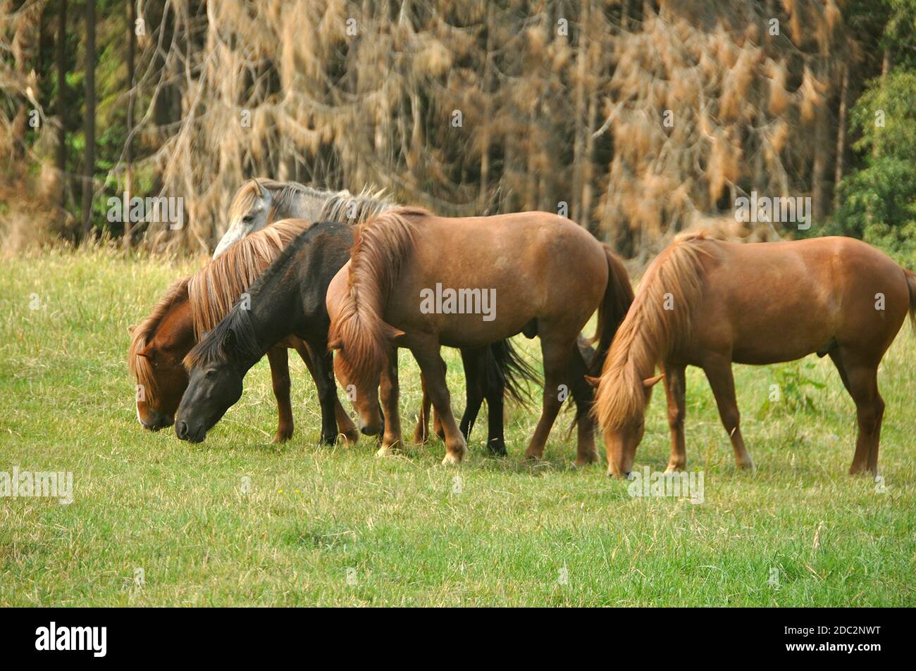 élevage de chevaux Banque de photographies et d’images à haute ...