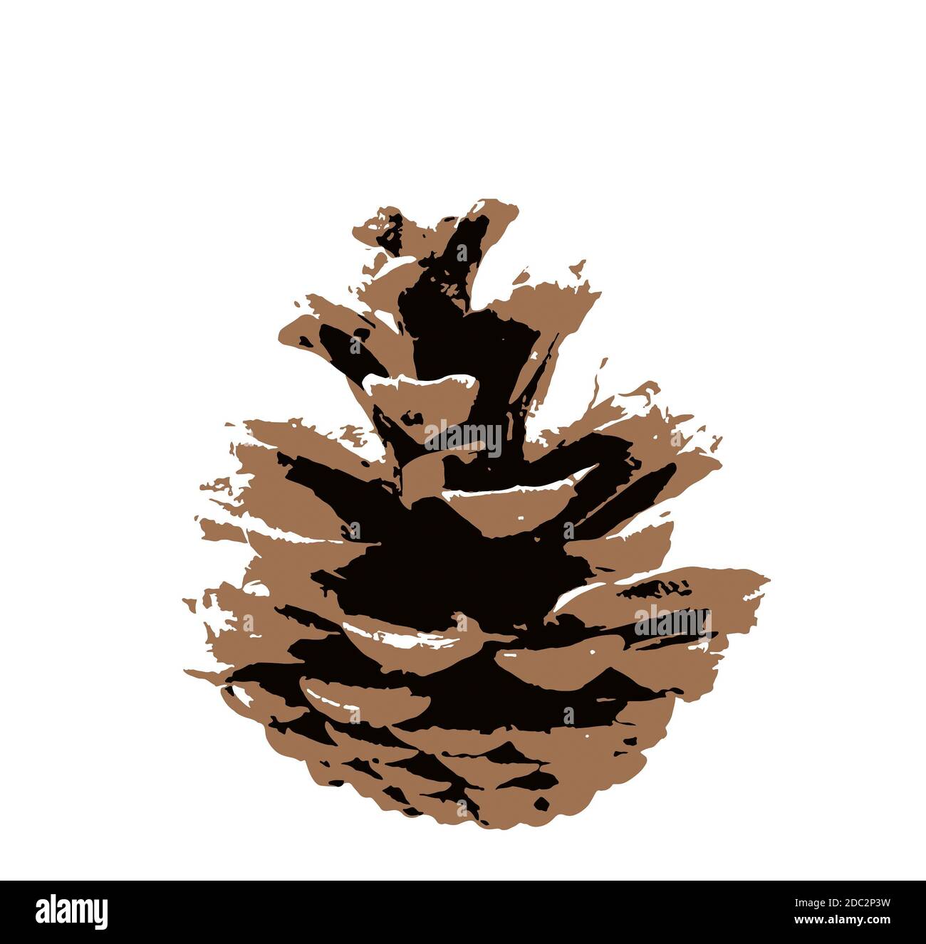 Division pinophyta Banque de photographies et d’images à haute ...