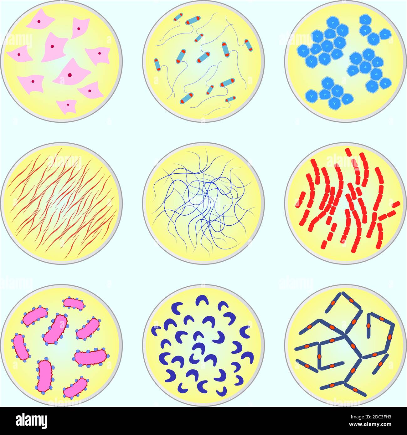 image stylisée de différents types de bactéries sous microscope Image ...