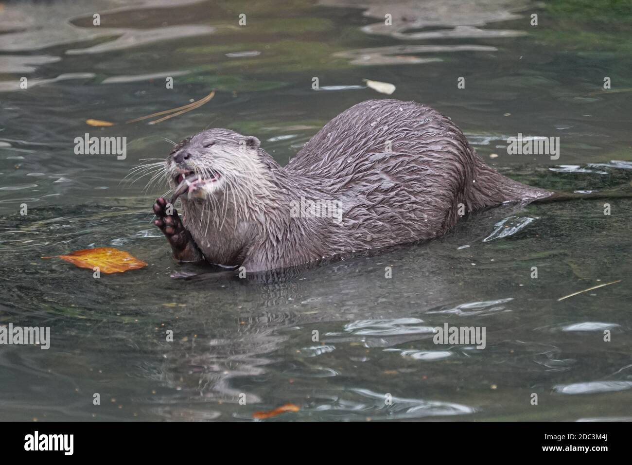 Loutre mangeant un poisson Banque de photographies et d’images à haute ...
