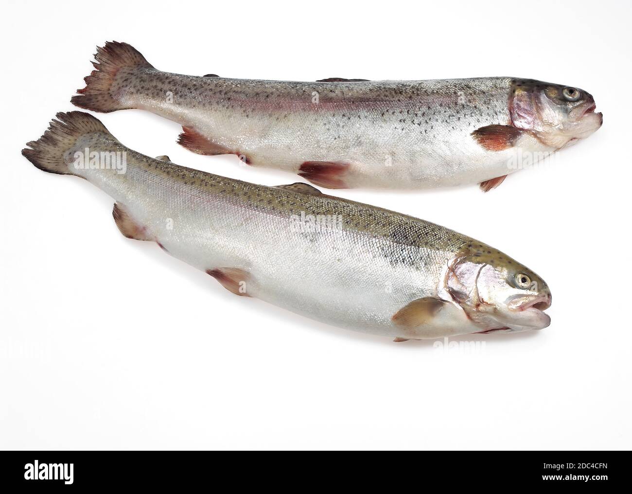 Truite de mer salmo trutta trutta sur fond blanc Banque de ...