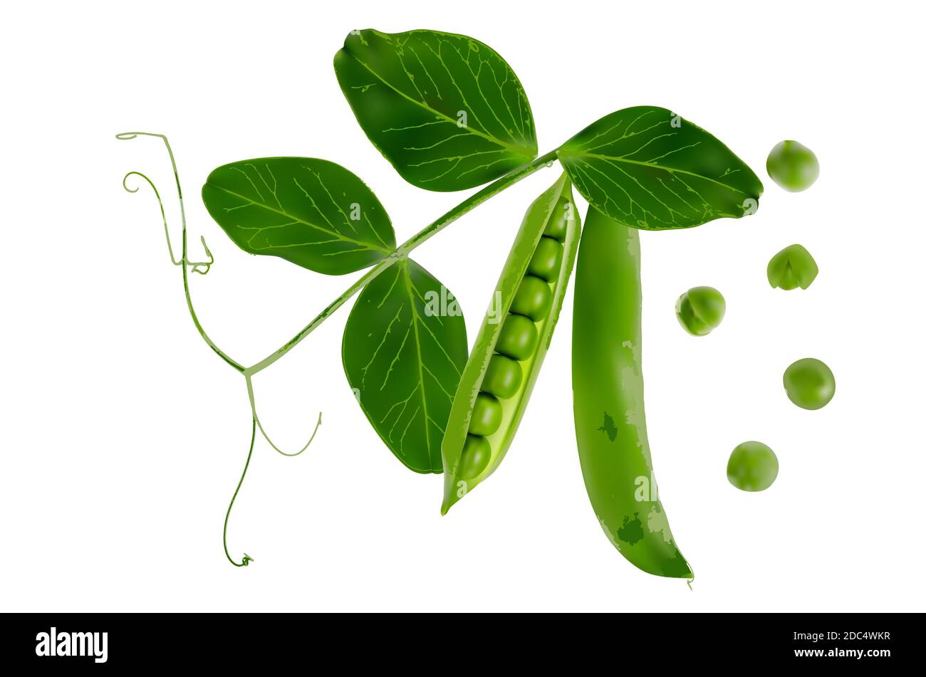 Une gousse 3D colorée et réaliste de petits pois verts mûrs isolée sur ...