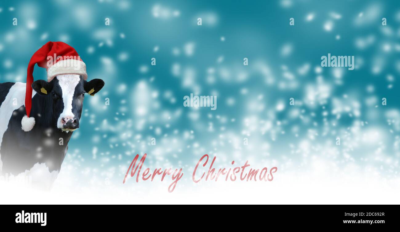 Joyeux Noël avec neige et vache. Carte de vœux de Noël avec vache sur ...