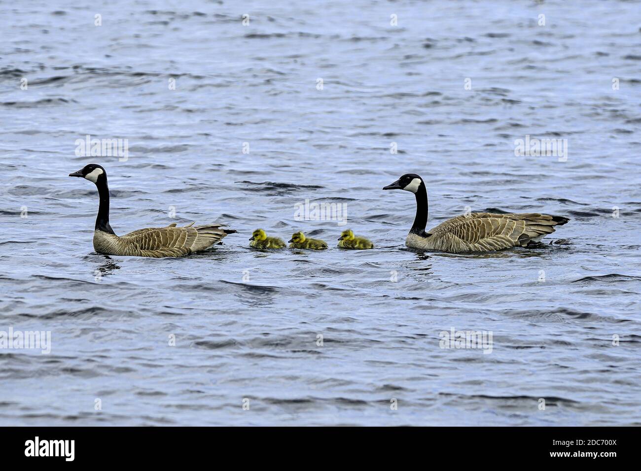 Bernaches du canada avec leur famille de 3 oisons Banque de photographies et d’images à haute ...