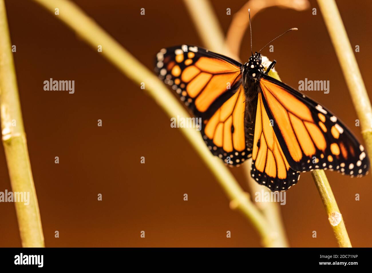 Papillon monarque de tenerife Banque de photographies et d’images à ...