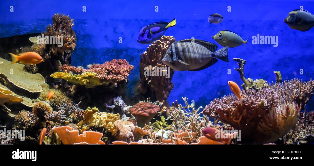 Poisson d'aquarium public Banque de photographies et d’images à haute ...