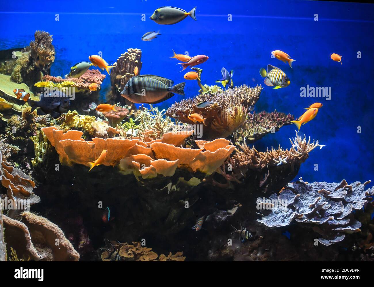 Poisson d'aquarium public Banque de photographies et d’images à haute ...