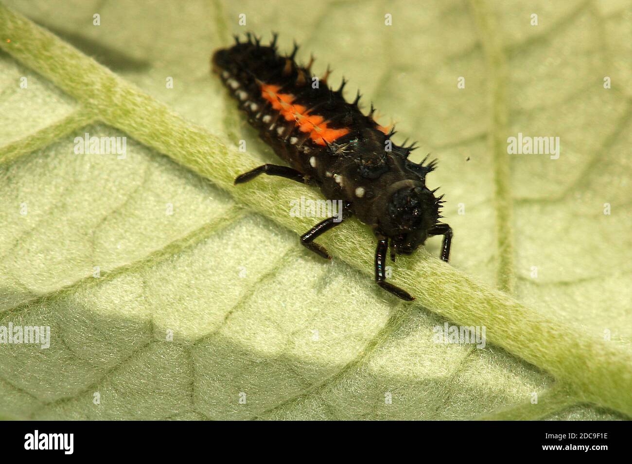 Larves de coccinelle Banque de photographies et d’images à haute ...
