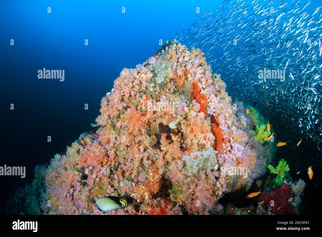 Poisson Tropical Banque d'image et photos - Alamy