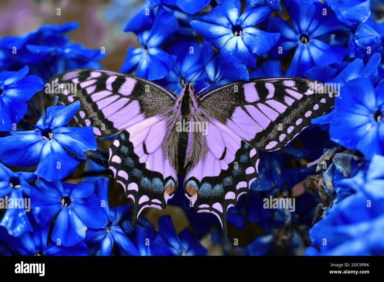 Papillon dans la nature Banque de photographies et d’images à haute ...