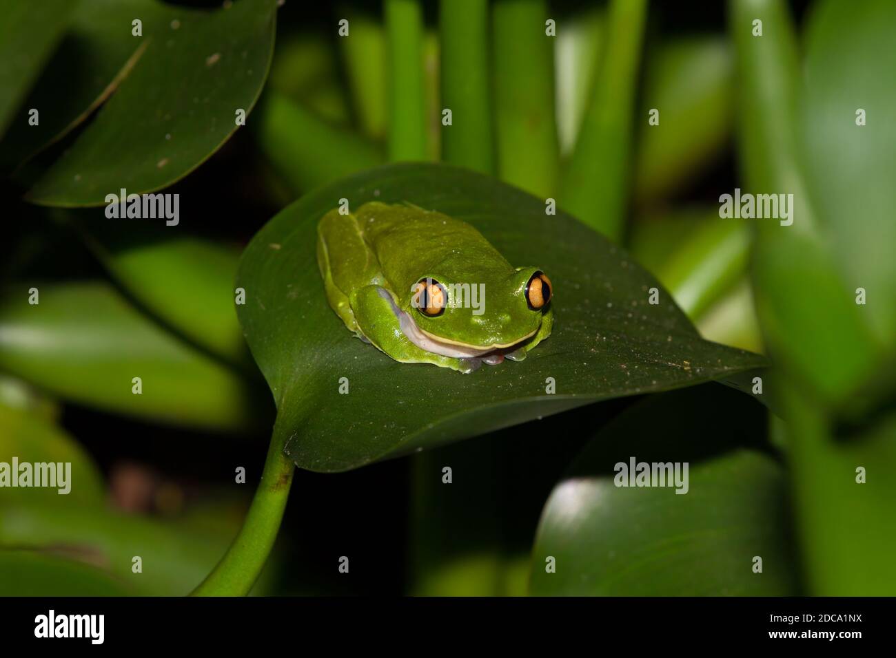 La grenouille à feuilles bleues, la grenouille à yeux jaunes ou la ...