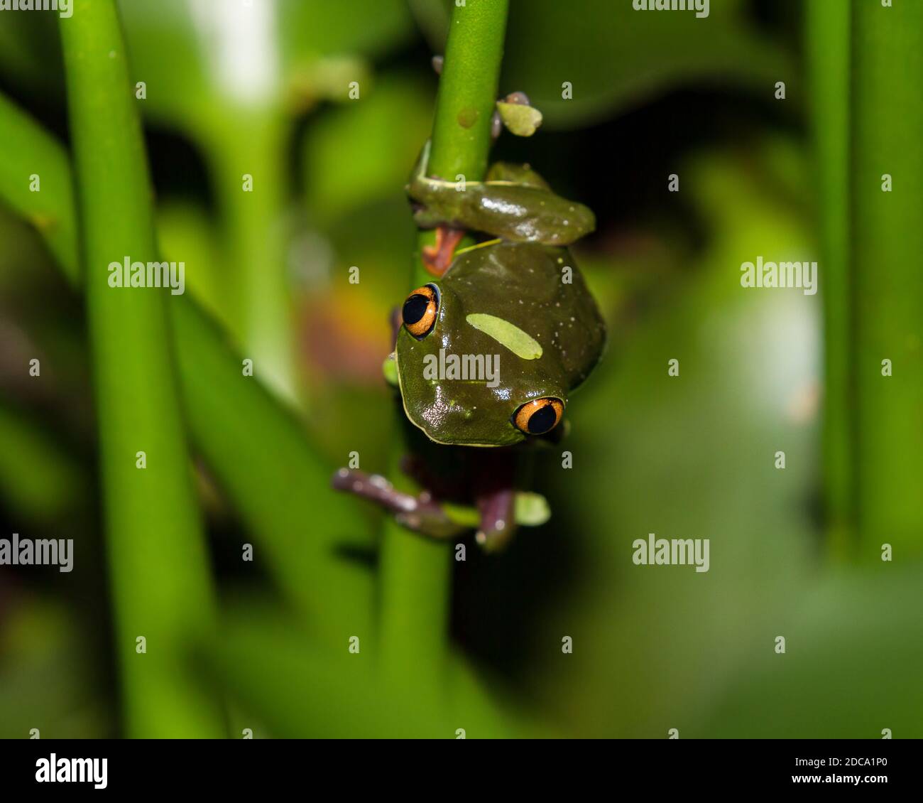 Anfibios de panama Banque de photographies et d’images à haute ...