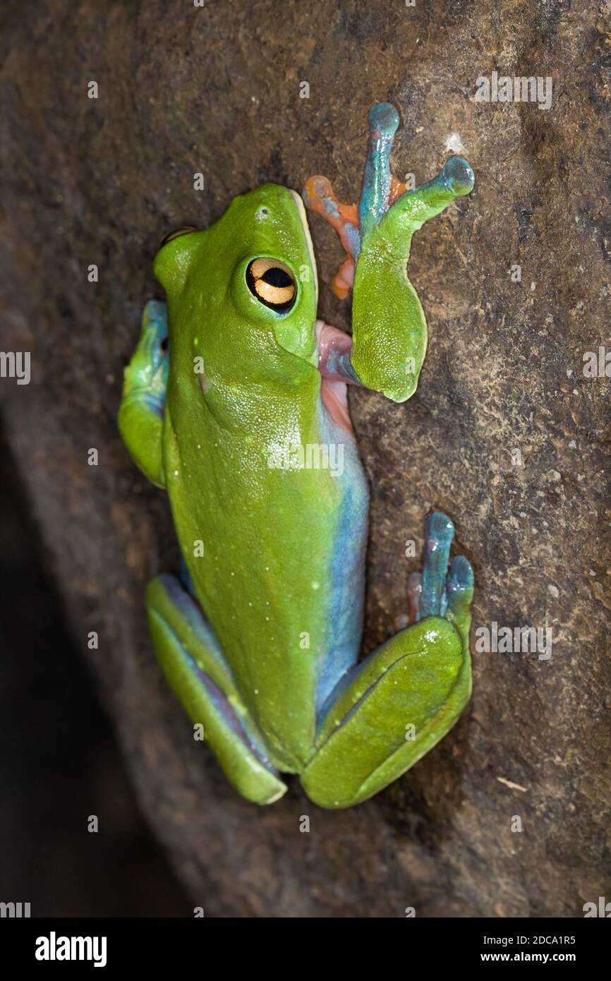 La grenouille à feuilles bleues, la grenouille à yeux jaunes ou la ...