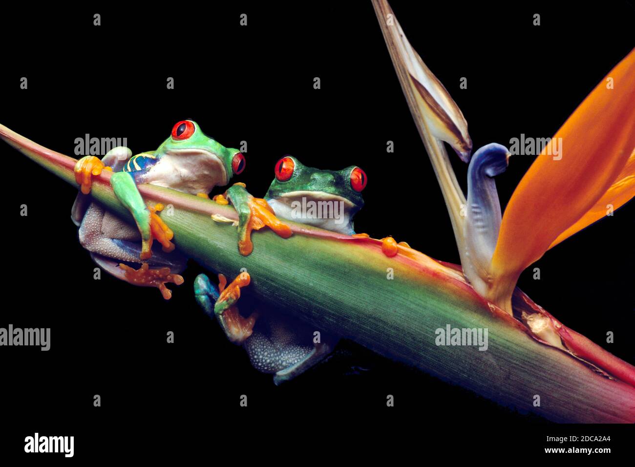 Un mâle et une femelle de la grenouille à feuilles à yeux rouges ...