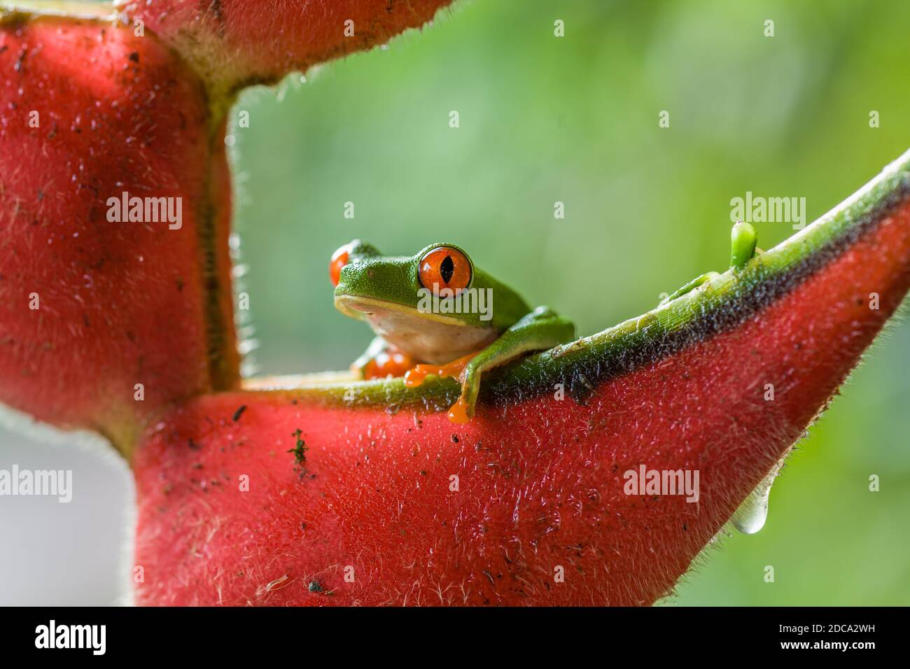 Une grenouille feuille à yeux rouges, Agalychnis calladryis, sur une ...