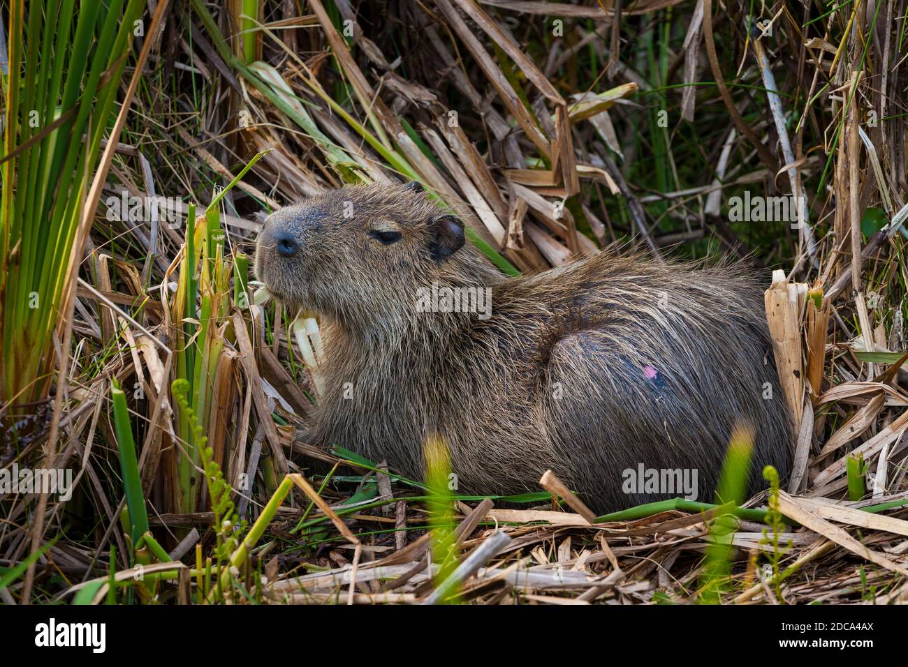 Hydrochaeris hydrochaeris, Capybara, à côté d'un étang dans le parc ...