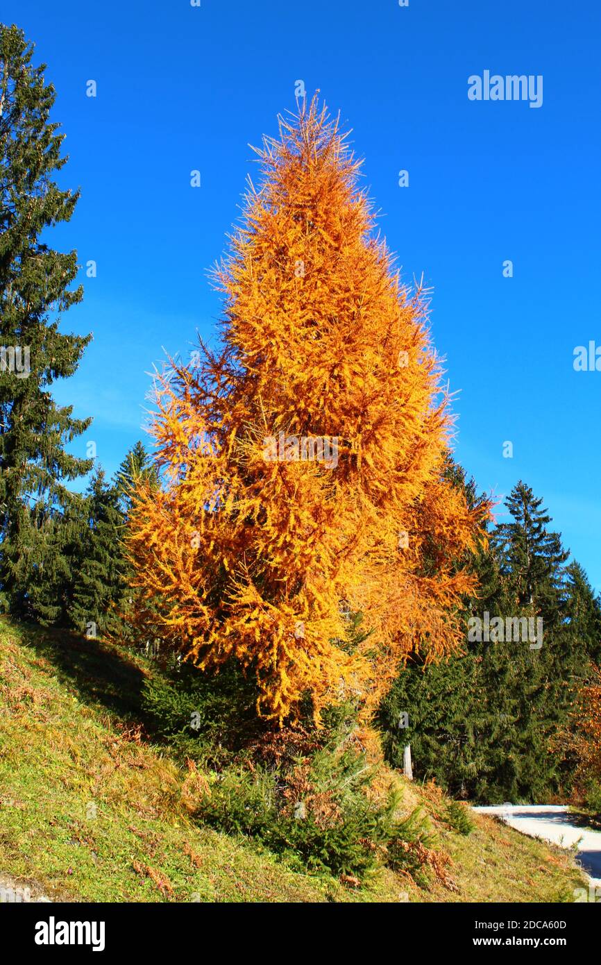 Tyrol autriche en automne avec des feuilles d'automne Banque de ...