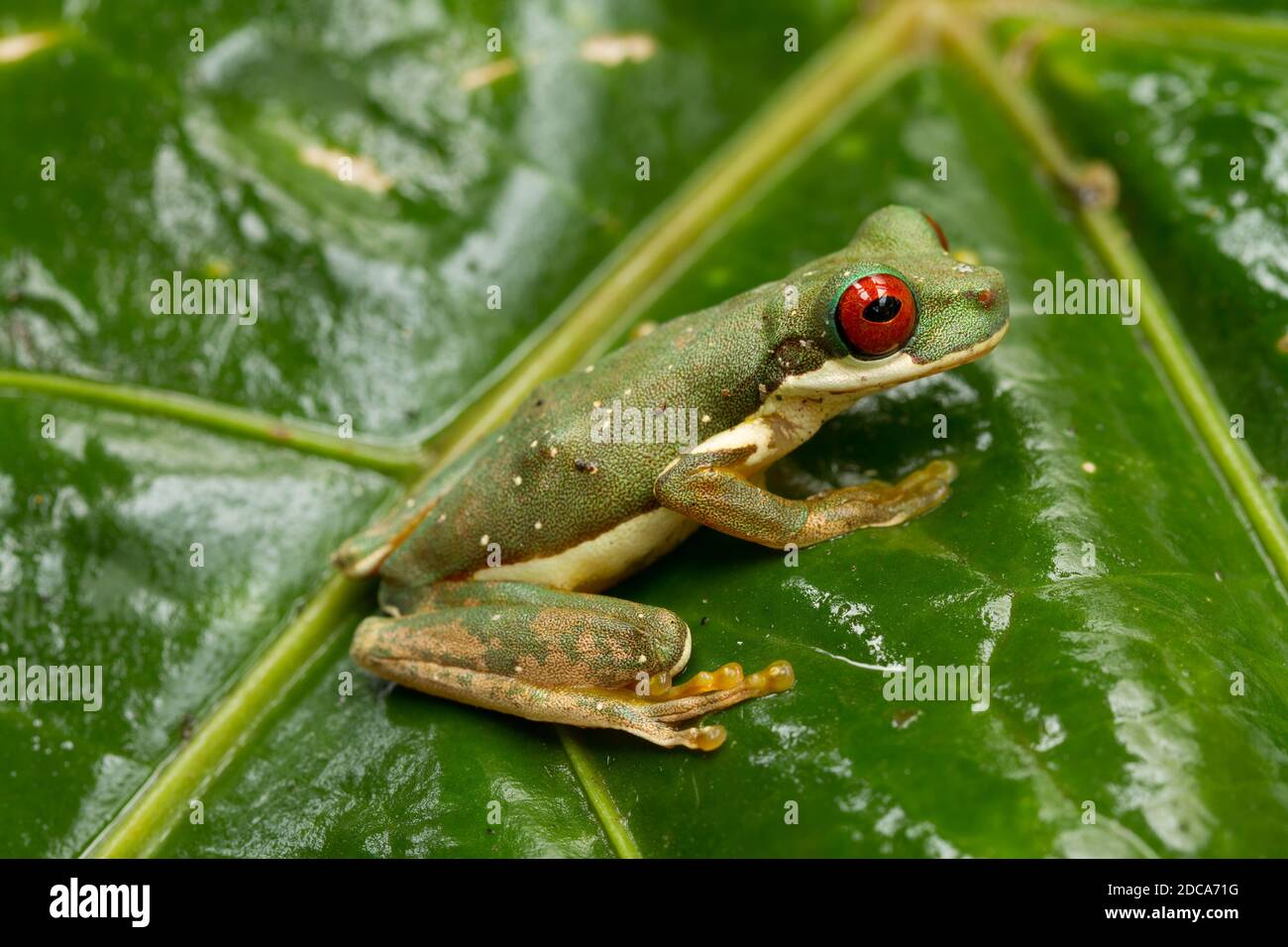 La grenouille à yeux rouges, Duellmanohyla uranochroa, est une espèce ...