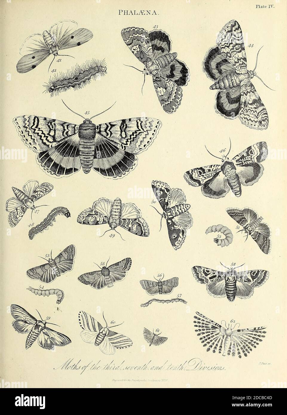 Noctuidae drawing Banque de photographies et d’images à haute ...